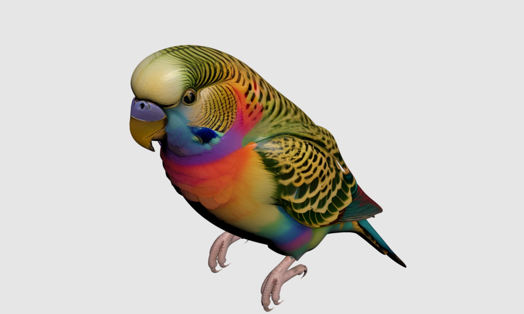 Hyper Realistic Rainbow Budgerigar 3D Model 3D Model - TurboSquid 2510496