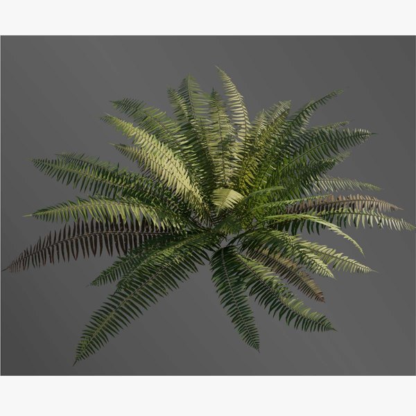 Ferns nature plant 3D model - TurboSquid 1621530