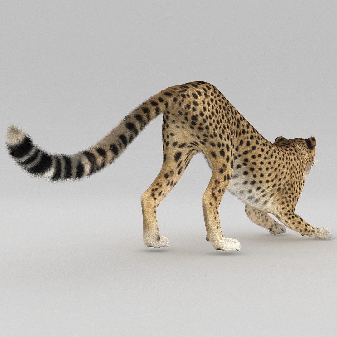 Cheetah 2 Pose 4 3d Max