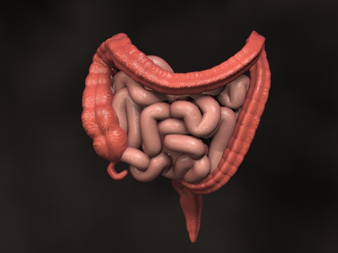 Human Abdomin Large Intestine 3d Model