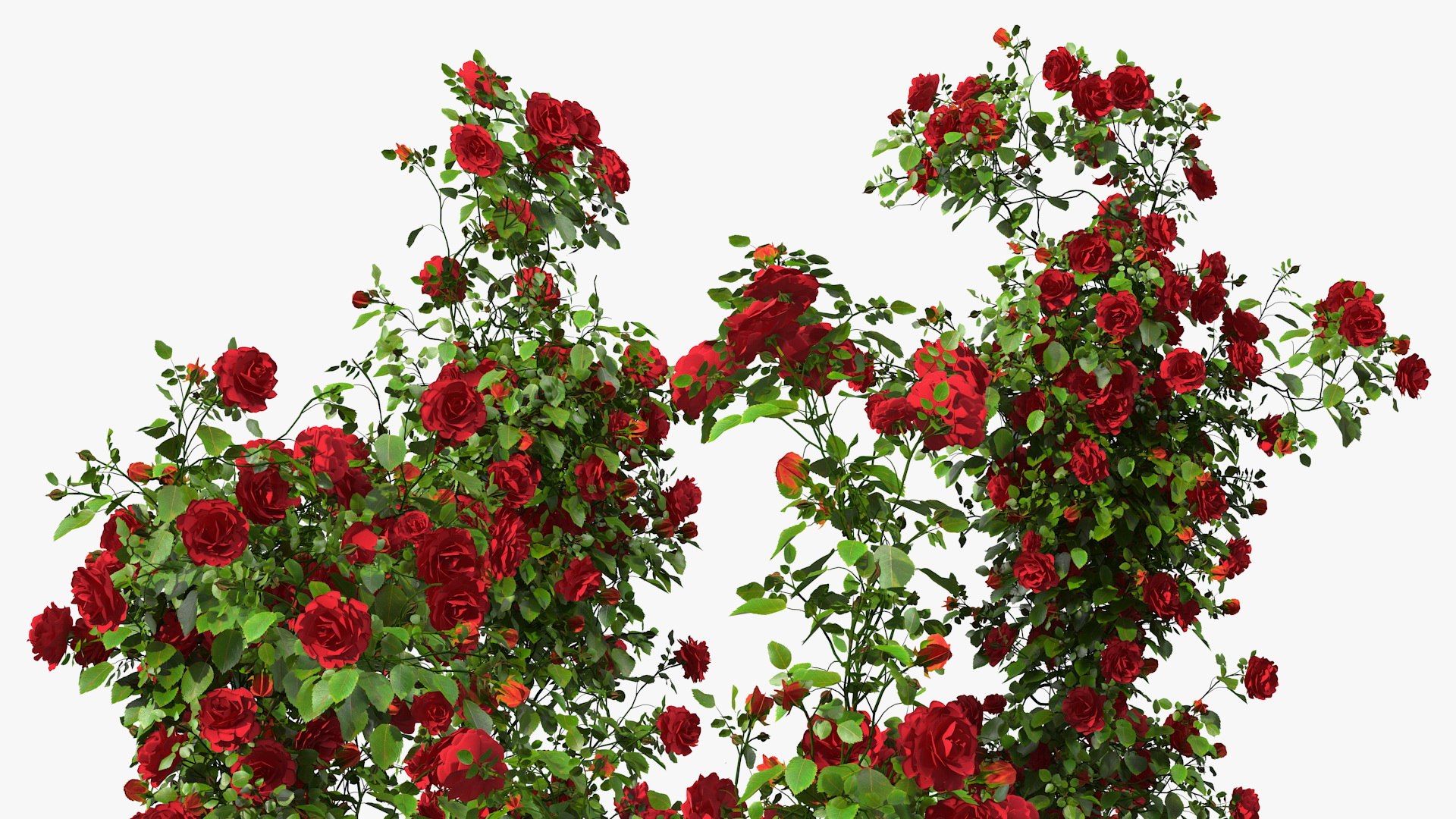 Red rose bush 3D model - TurboSquid 1619927