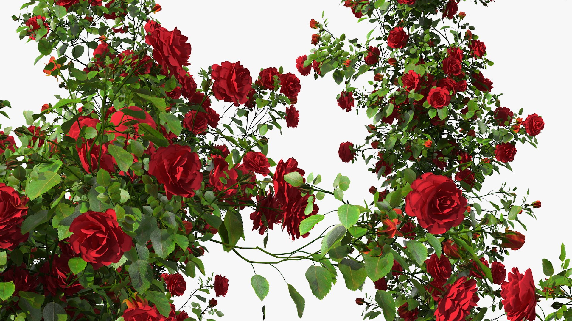 Red rose bush 3D model - TurboSquid 1619927