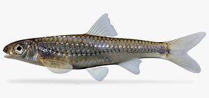 Notropis 3D Models for Download | TurboSquid