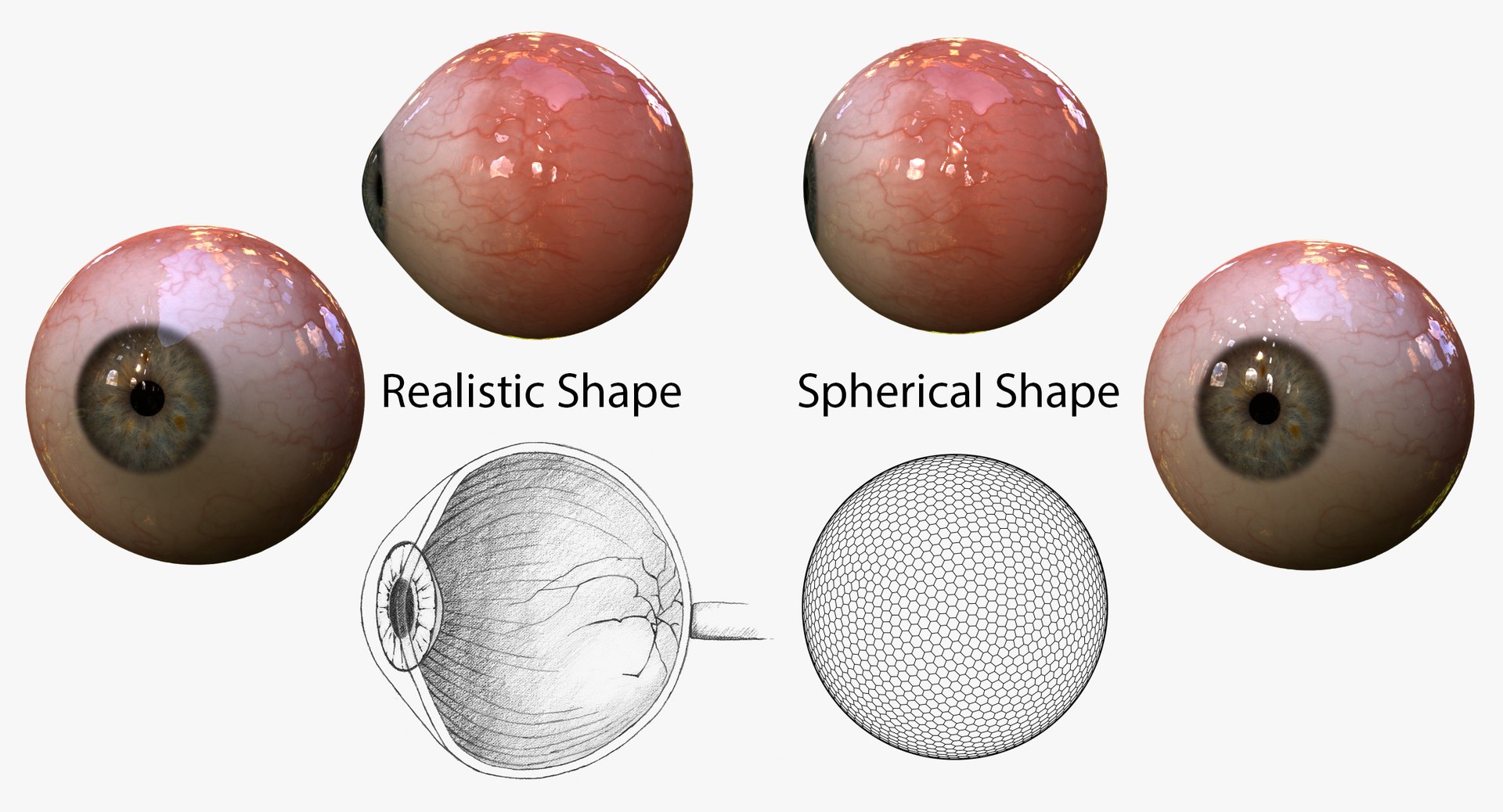 3d realistic human creature eye pupil model