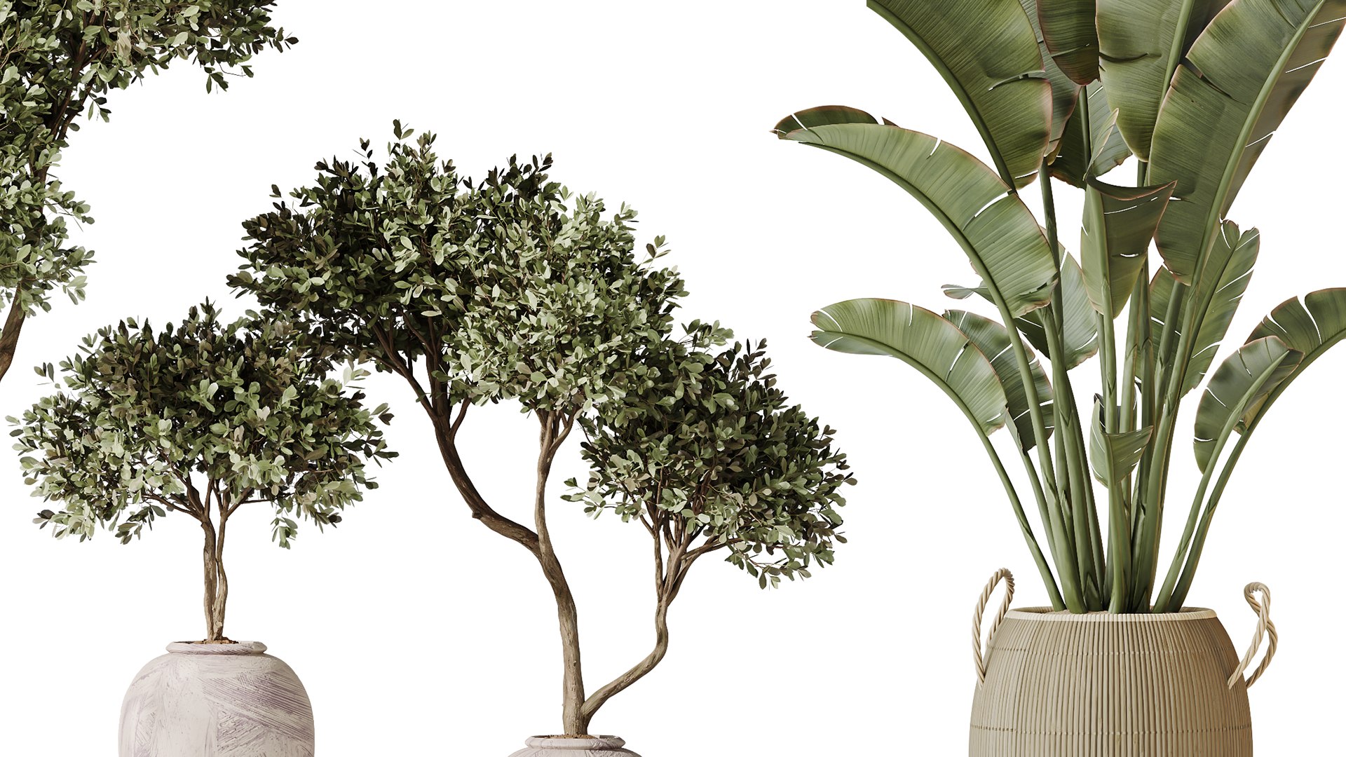AV Indoor Plants Set 163 Mission Olive Tree And Ravenala Banana ...
