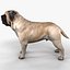 English Mastiff Max