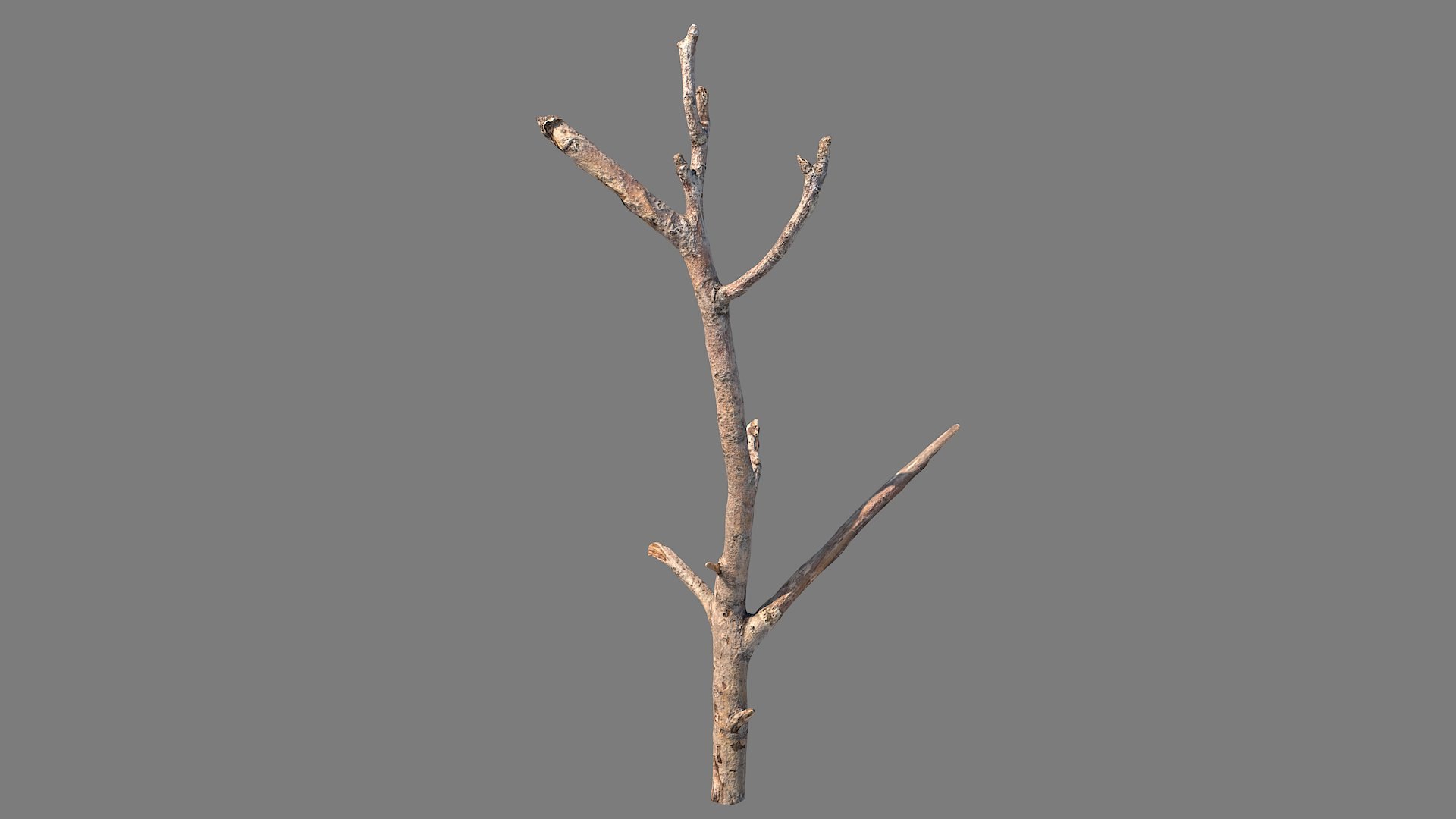 3D Twig Scanned 27 - TurboSquid 2088512