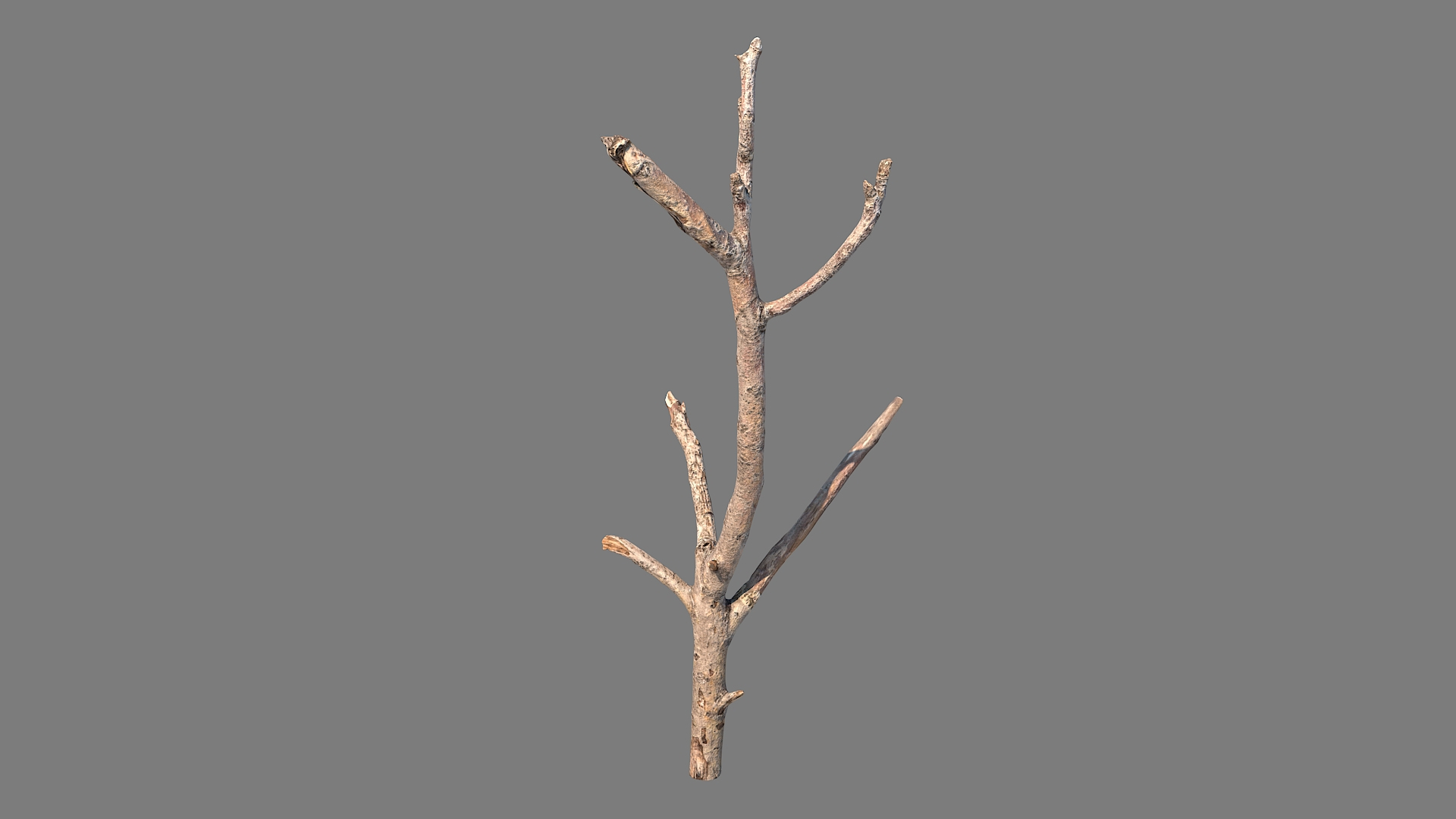 3D Twig Scanned 27 - TurboSquid 2088512