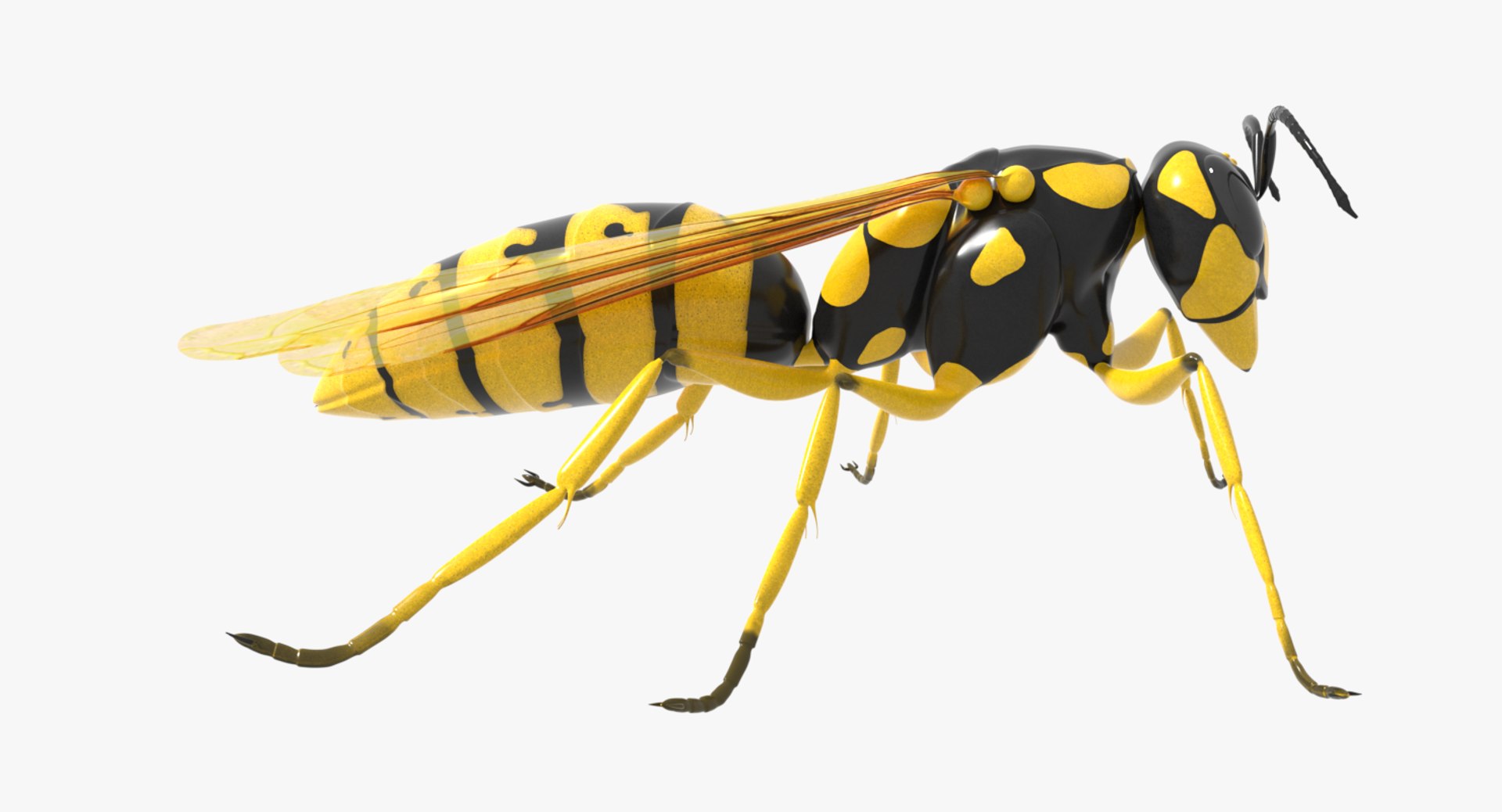 Wasp Nest 3D Model - TurboSquid 1423453