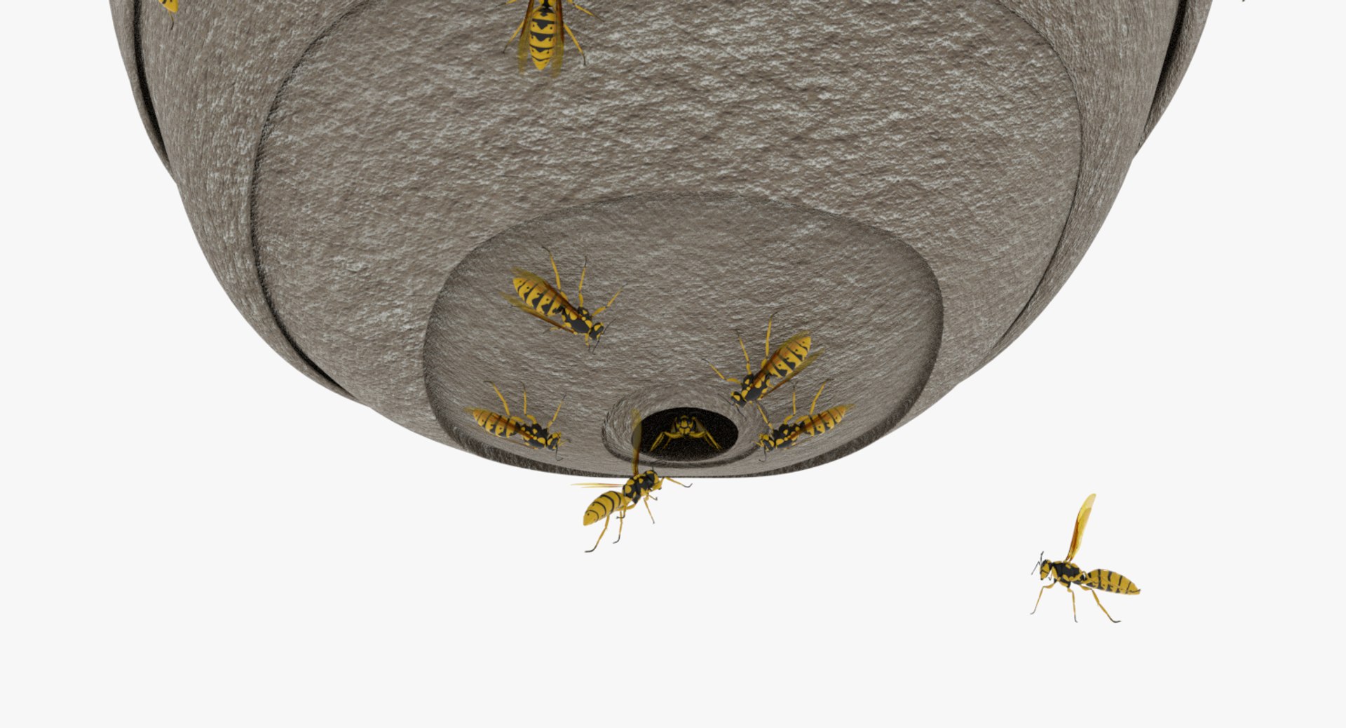 Wasp Nest 3D Model - TurboSquid 1423453