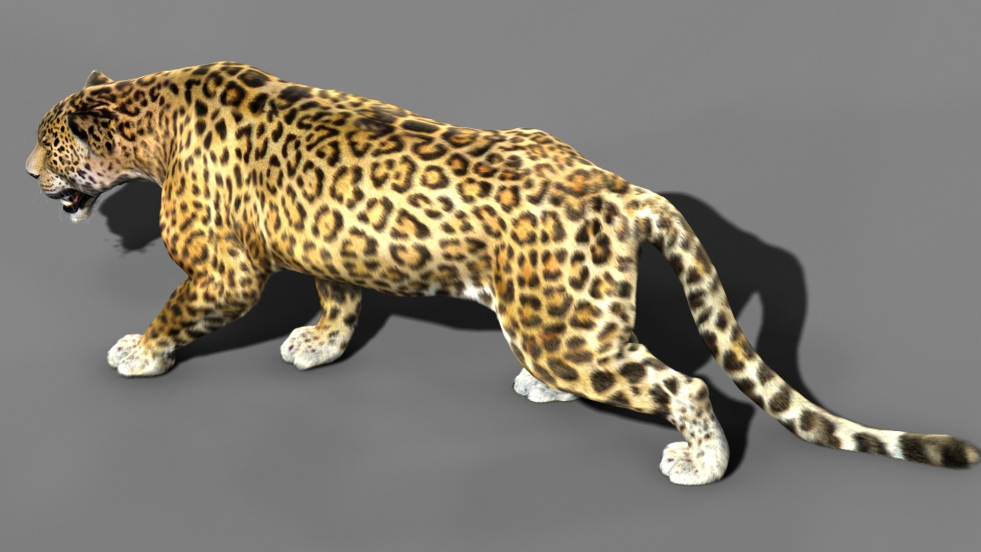 3d Leopard Cat Model