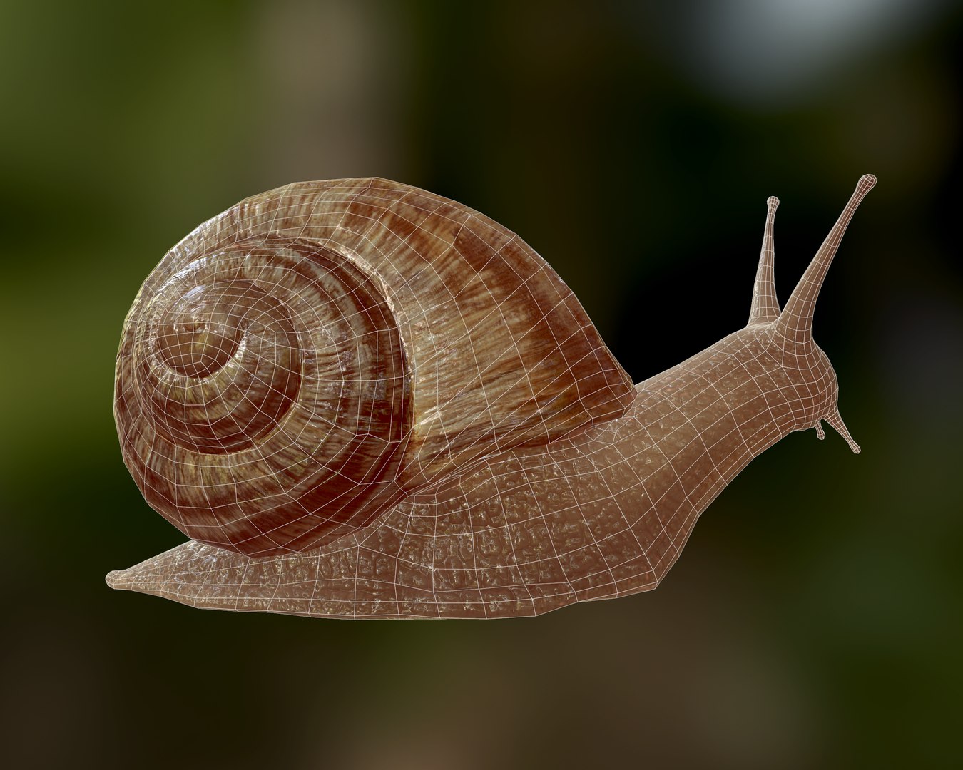 3D Snail Realistic Pbr - TurboSquid 1313529