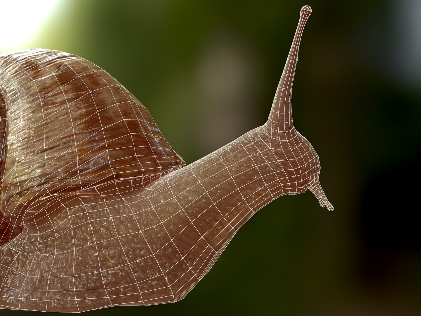 3D snail realistic pbr - TurboSquid 1313529