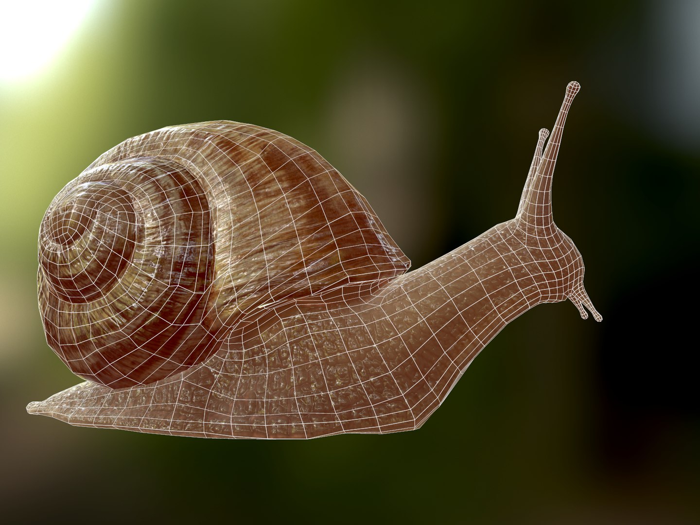 3D snail realistic pbr - TurboSquid 1313529