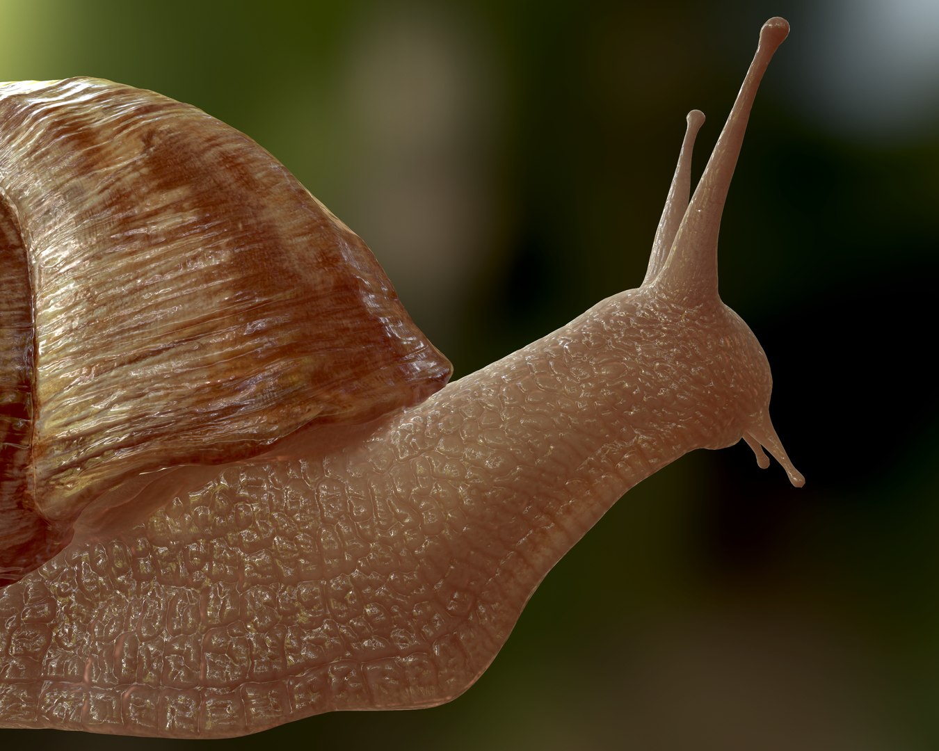 3D Snail Realistic Pbr - TurboSquid 1313529
