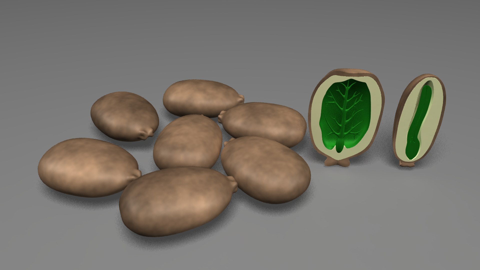 3d Obj Endosperm Seeds