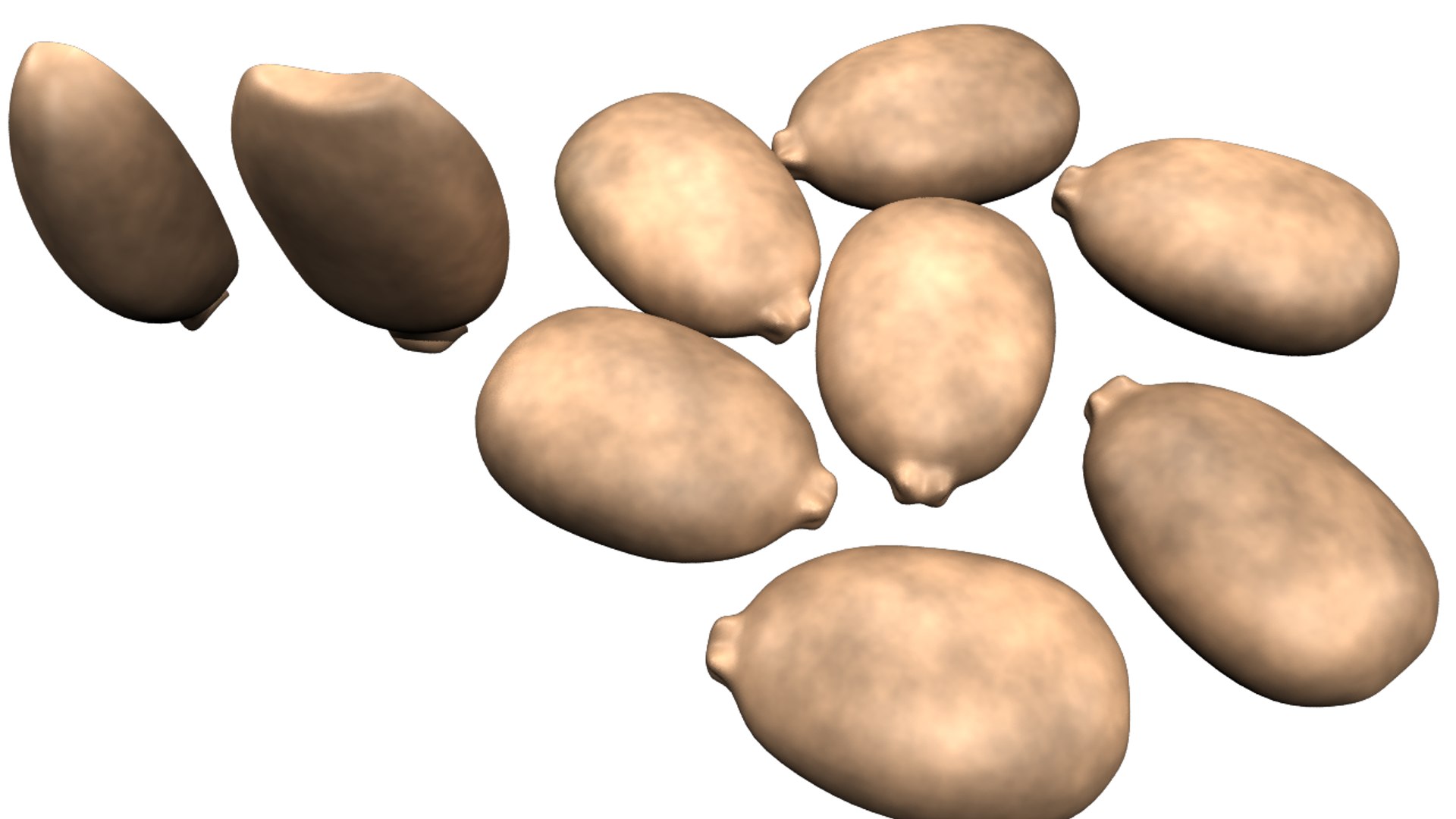 3d Obj Endosperm Seeds