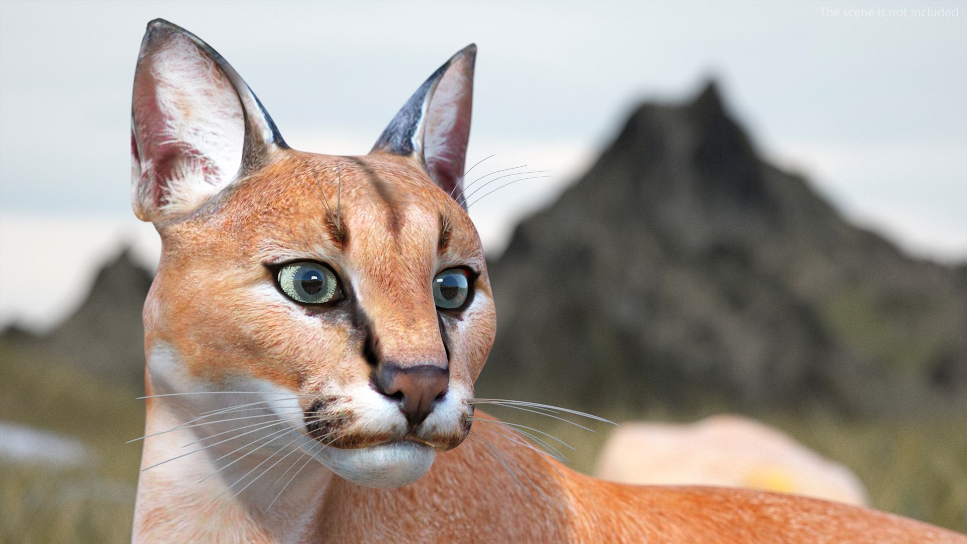 Caracal Rigged For Maya 3D Model - TurboSquid 2215369