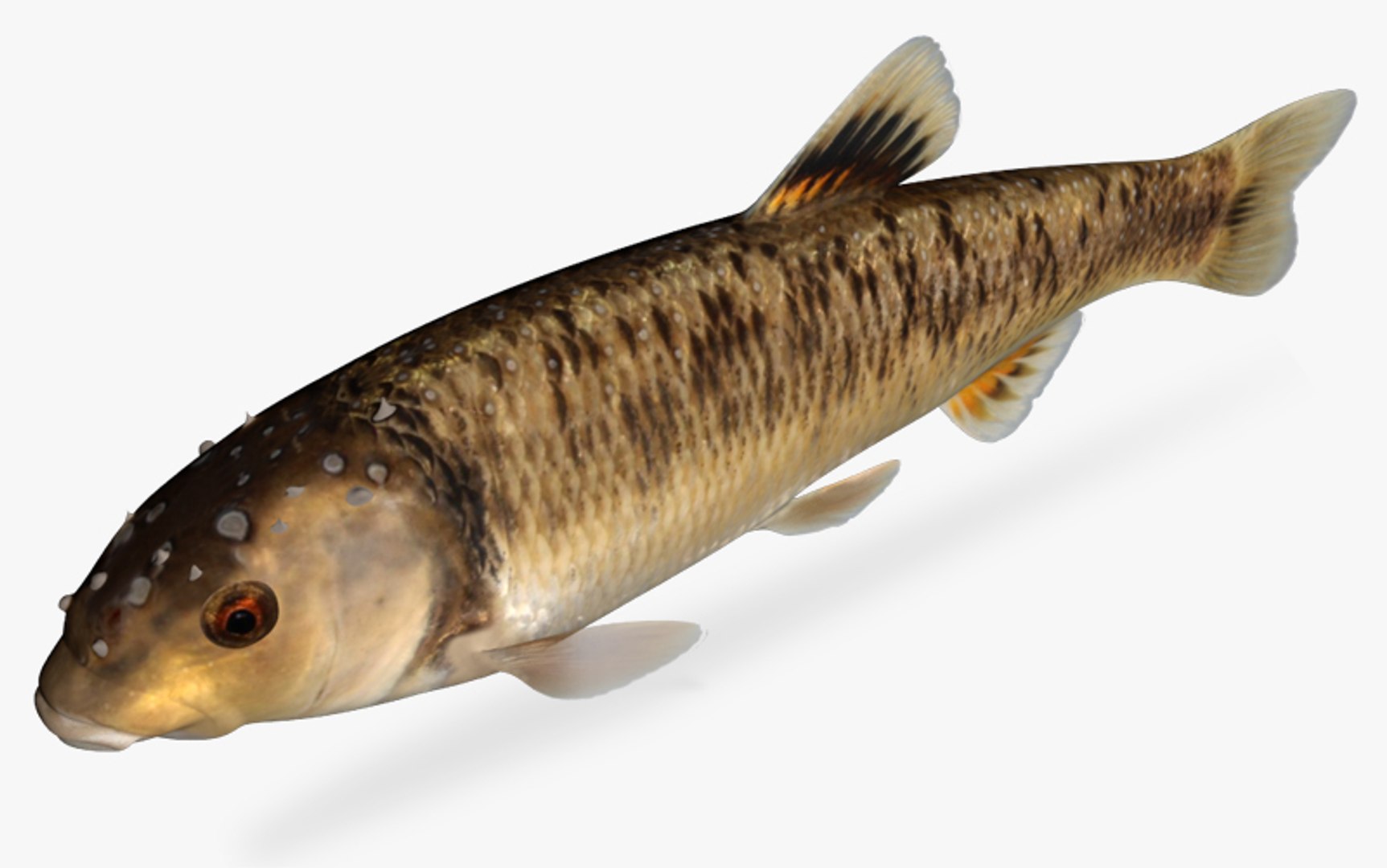 Campostoma Anomalum Central Stoneroller Ma