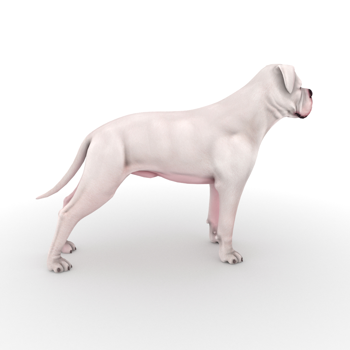 3D american bulldog - TurboSquid 1365571