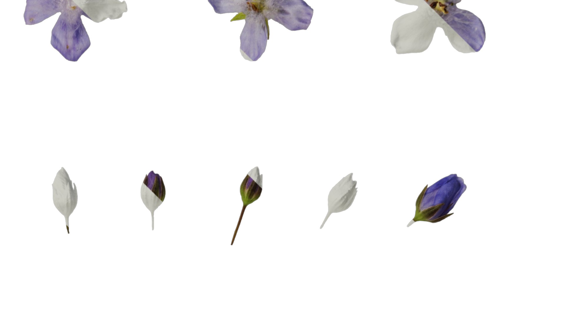 3D Anydrafts Scoparia Melongolly Blue Atlas 04 Textures Model ...