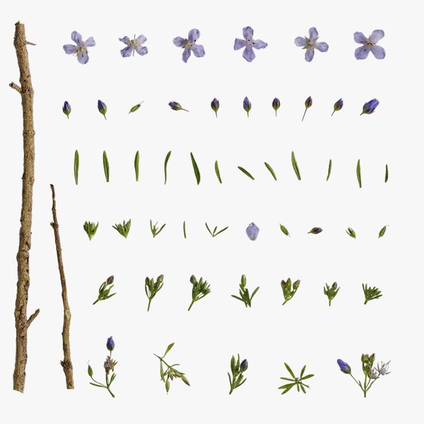 Anydrafts Scoparia melongolly blue Atlas 04 纹理3D模型 - TurboSquid 2359136