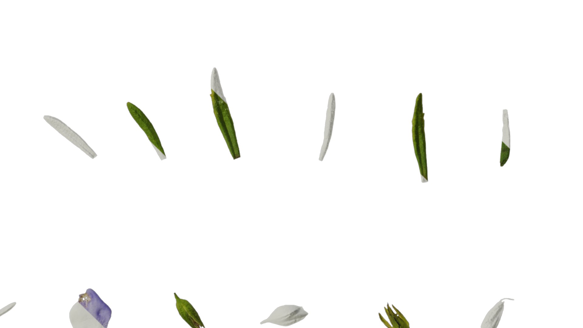 3D Anydrafts Scoparia Melongolly Blue Atlas 04 Textures Model ...