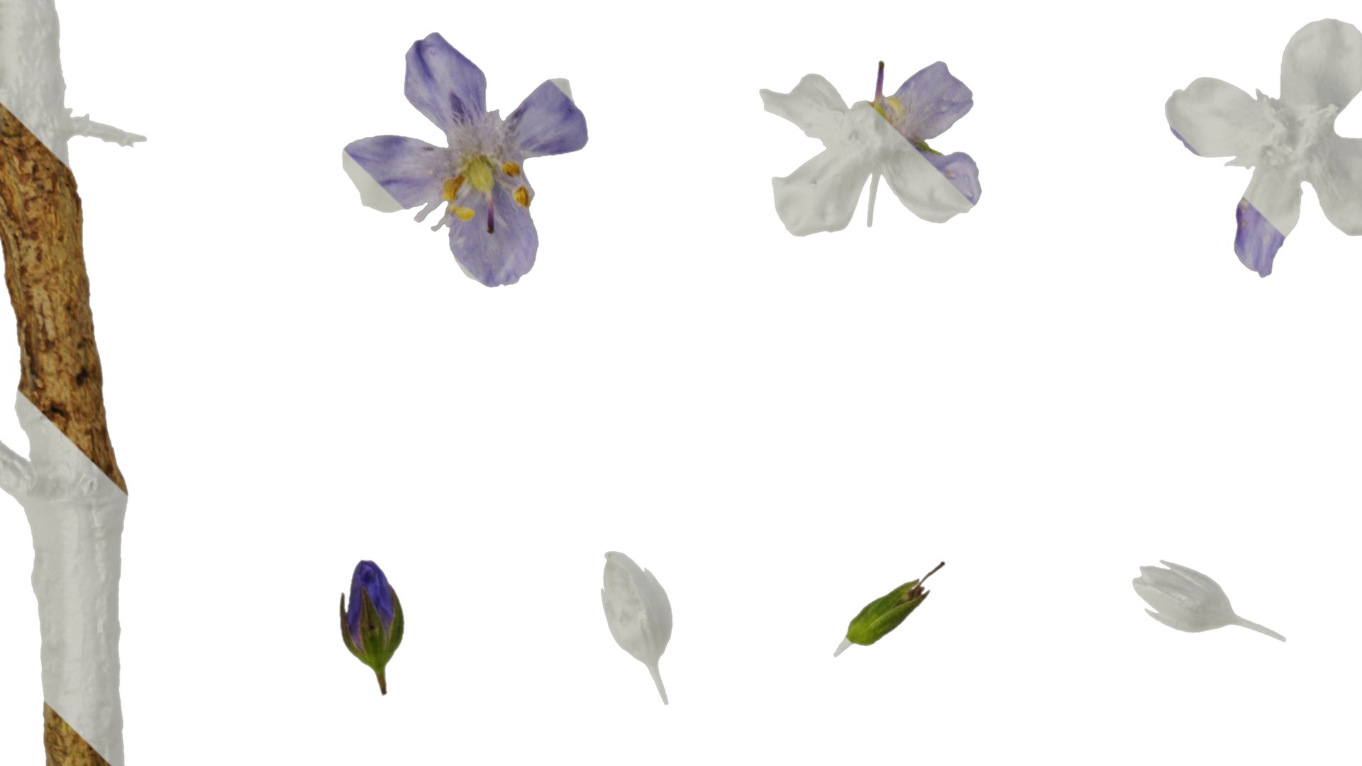 3D Anydrafts Scoparia Melongolly Blue Atlas 04 Textures Model ...