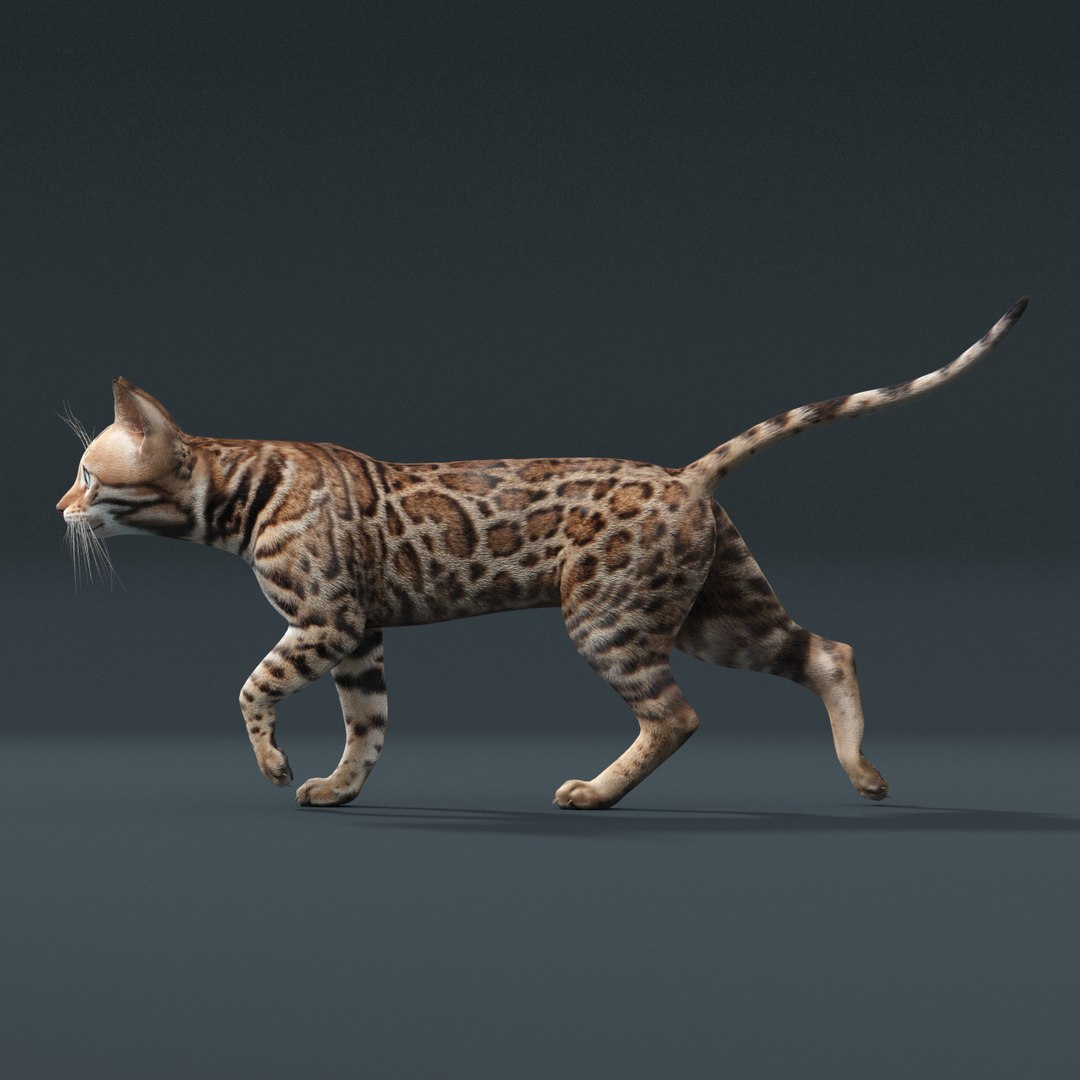 Bengal Cat Animation 3d Model