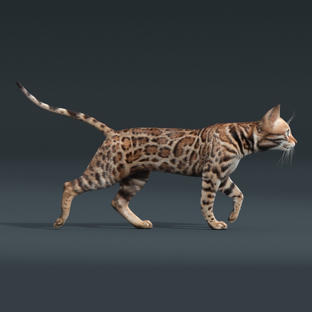 Bengal Cat Animation 3d Model