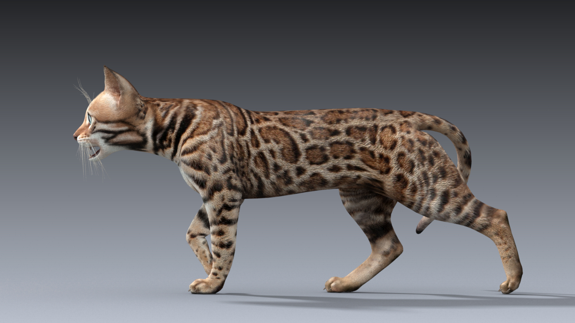 Bengal Cat Animation 3d Model