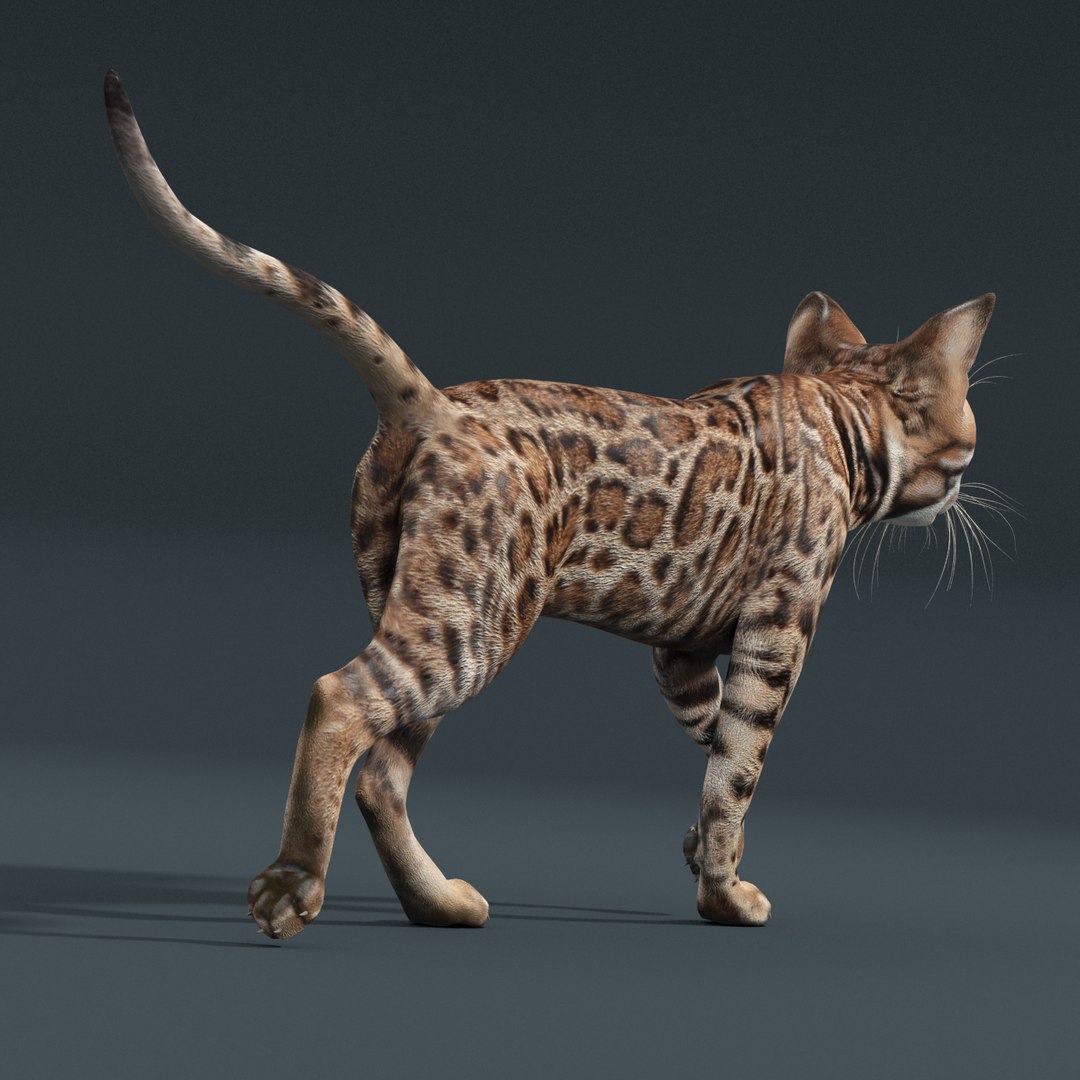 Bengal Cat Animation 3d Model