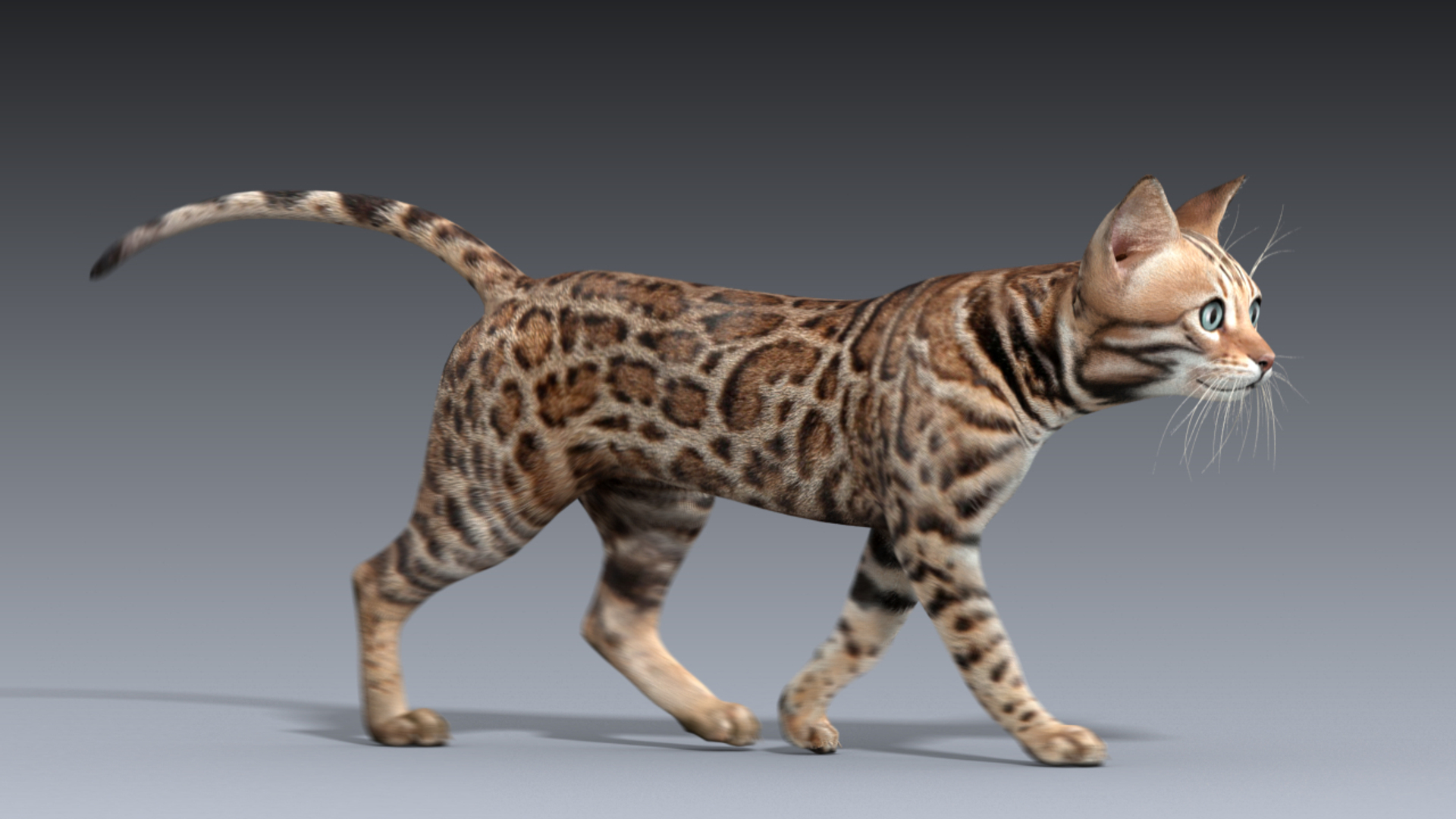 Bengal Cat Animation 3d Model