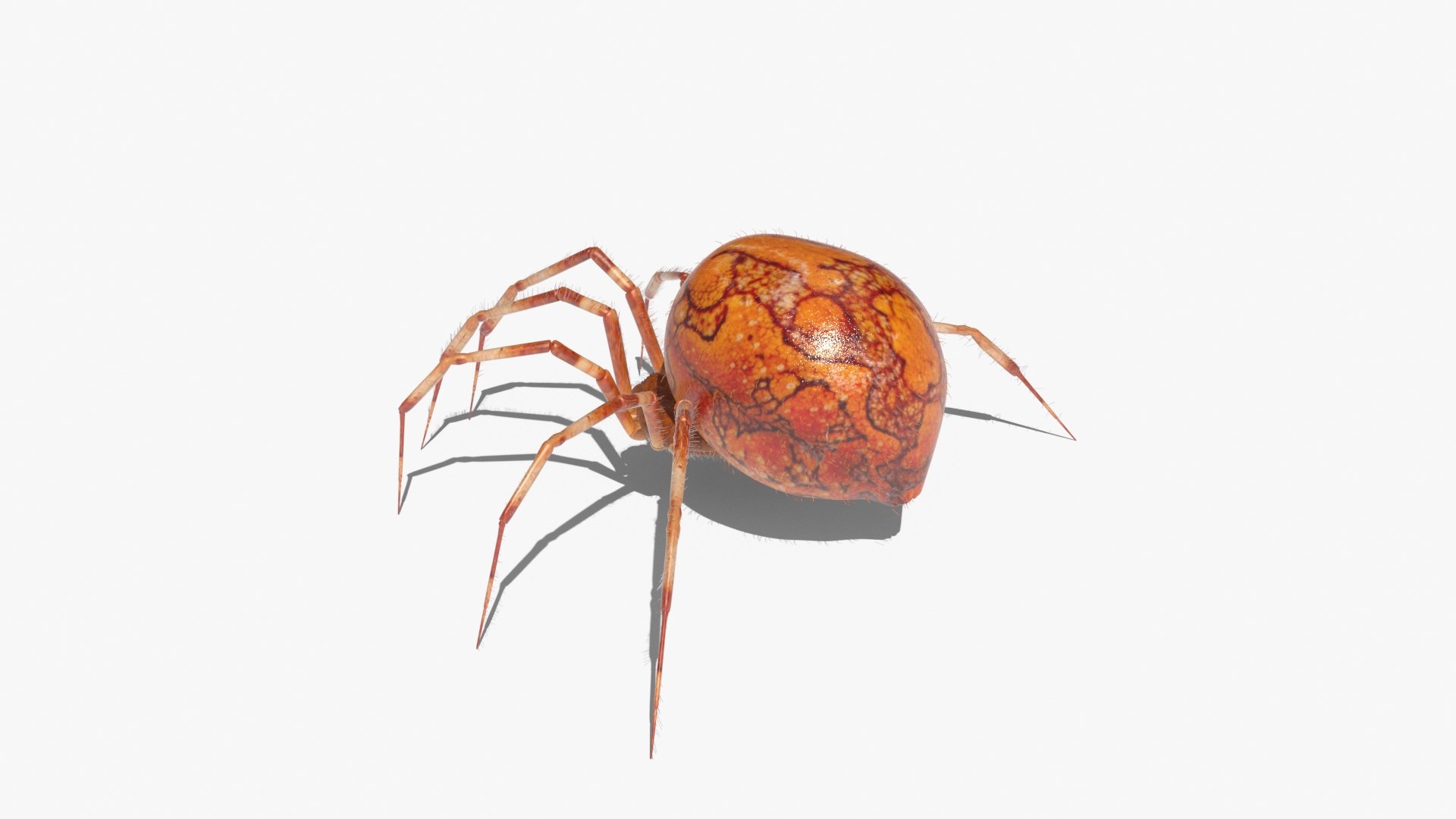 Orb Weaver Spider 3D Model - TurboSquid 1602118