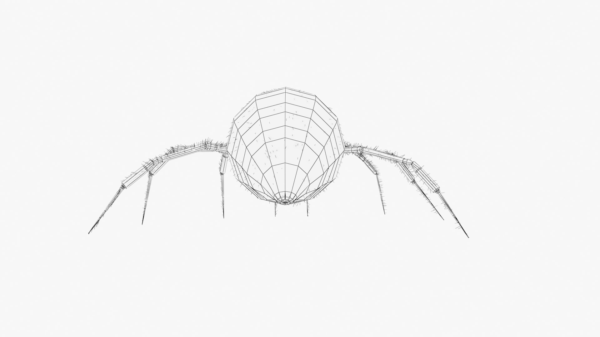 Orb weaver spider 3D model - TurboSquid 1602118