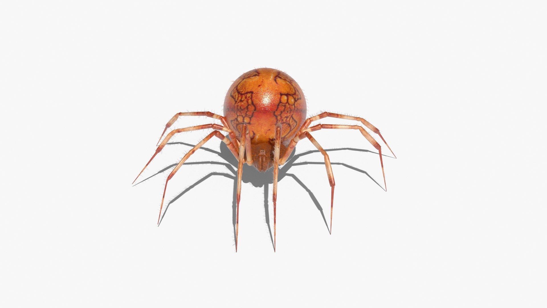 Orb Weaver Spider 3D Model - TurboSquid 1602118