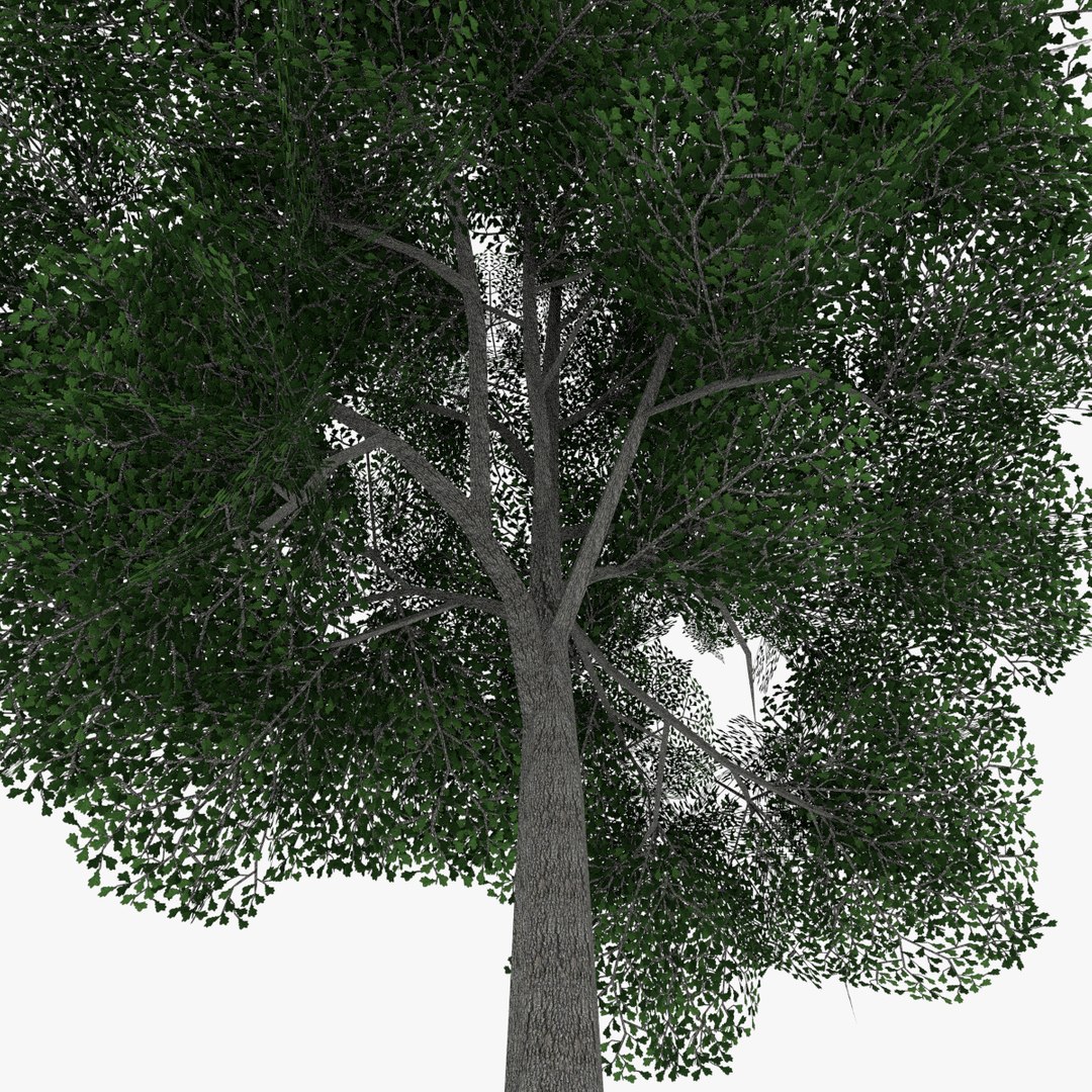 White Oak Tree 3d 3ds