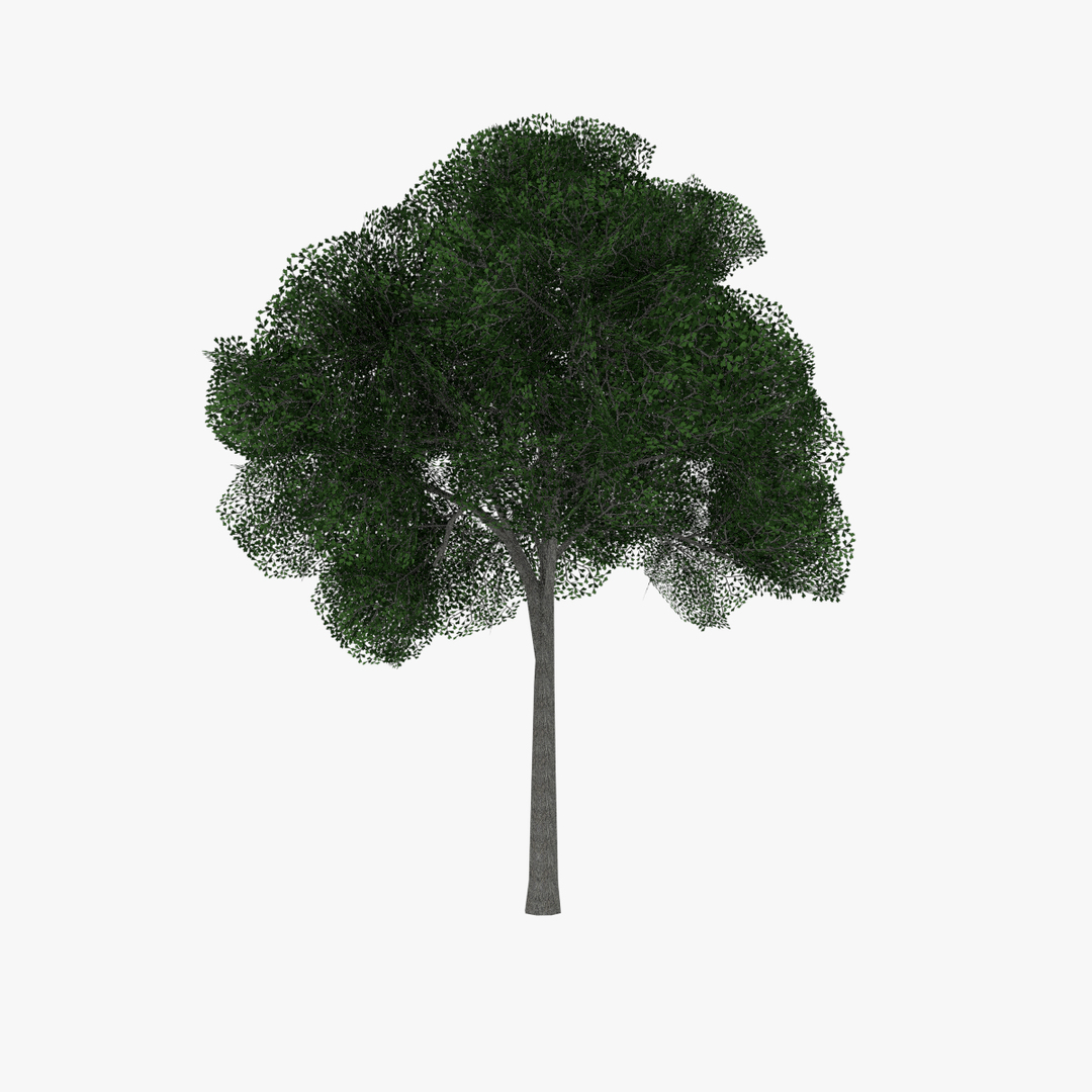 White Oak Tree 3d 3ds