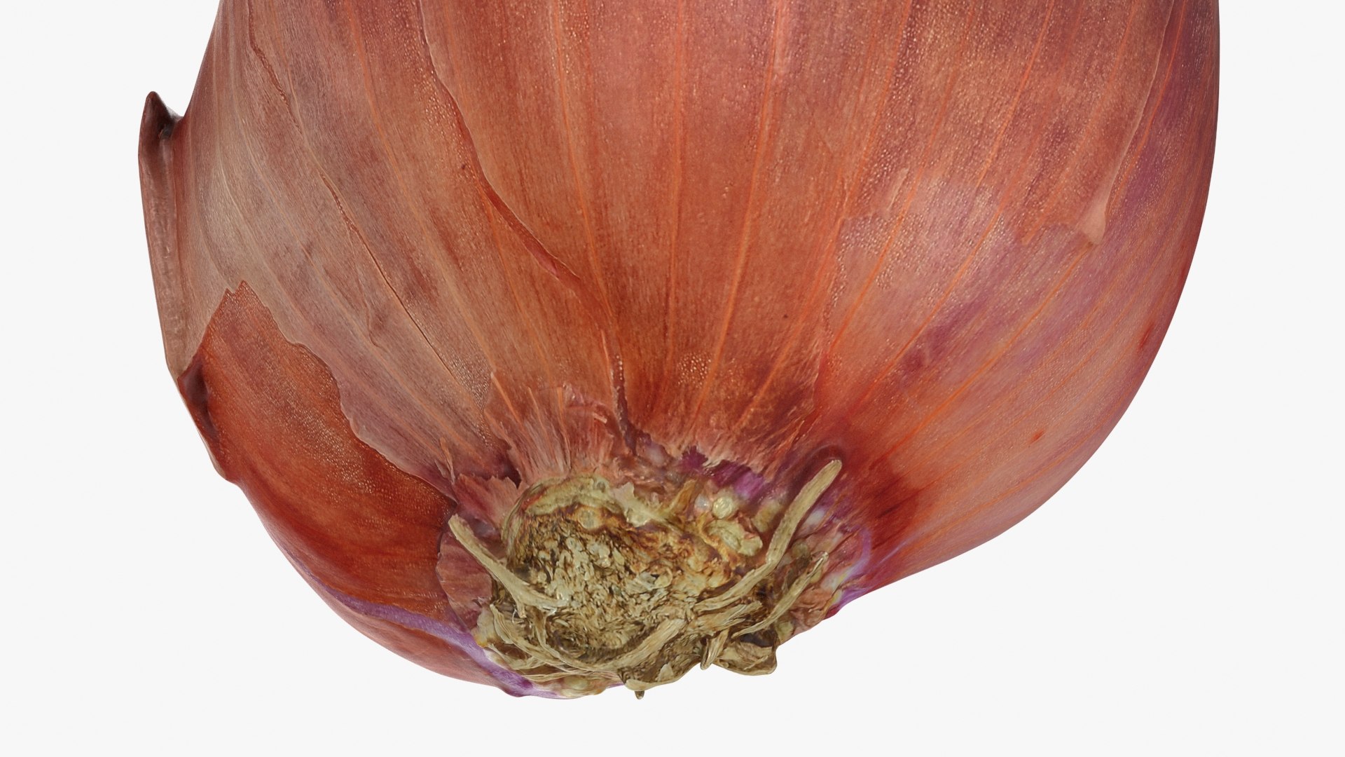 3D Red Onion 02 Model - TurboSquid 2178631