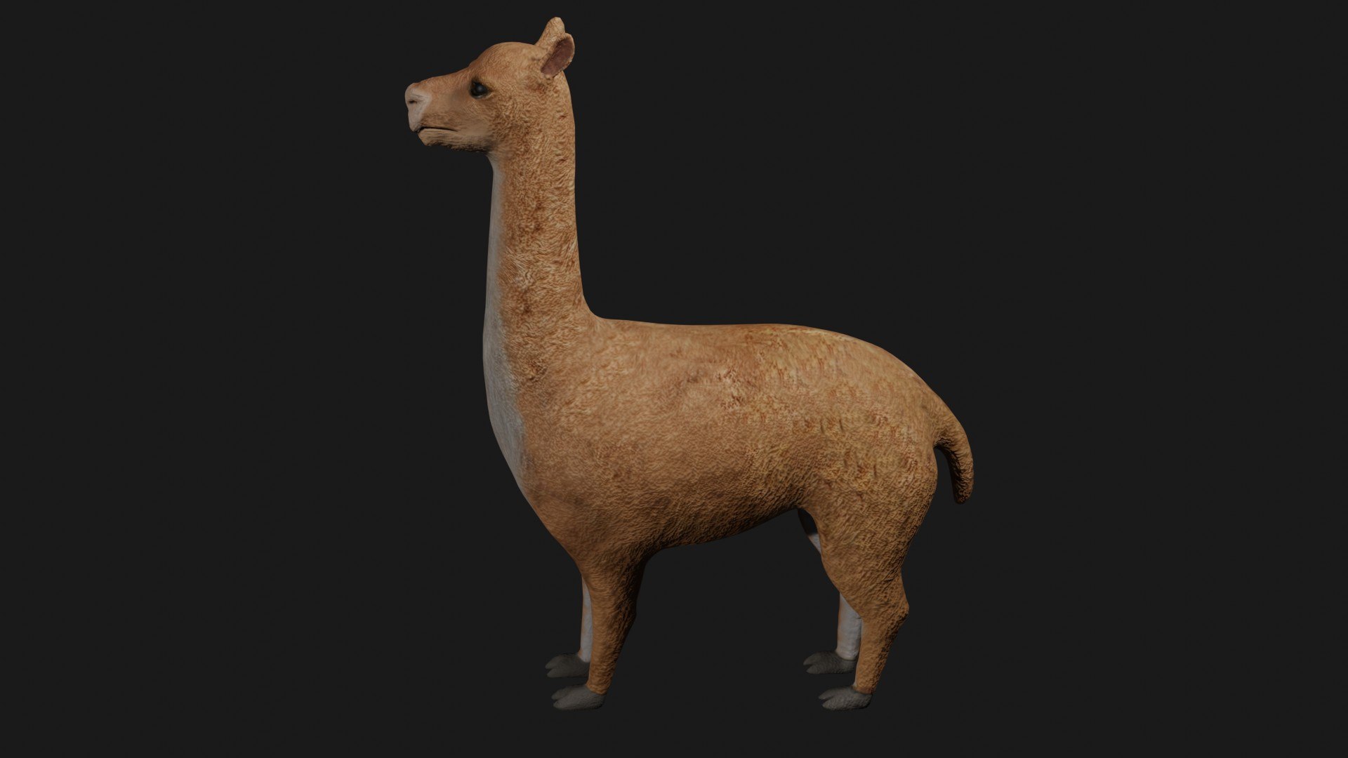 3D rigged alpaca - TurboSquid 1662461