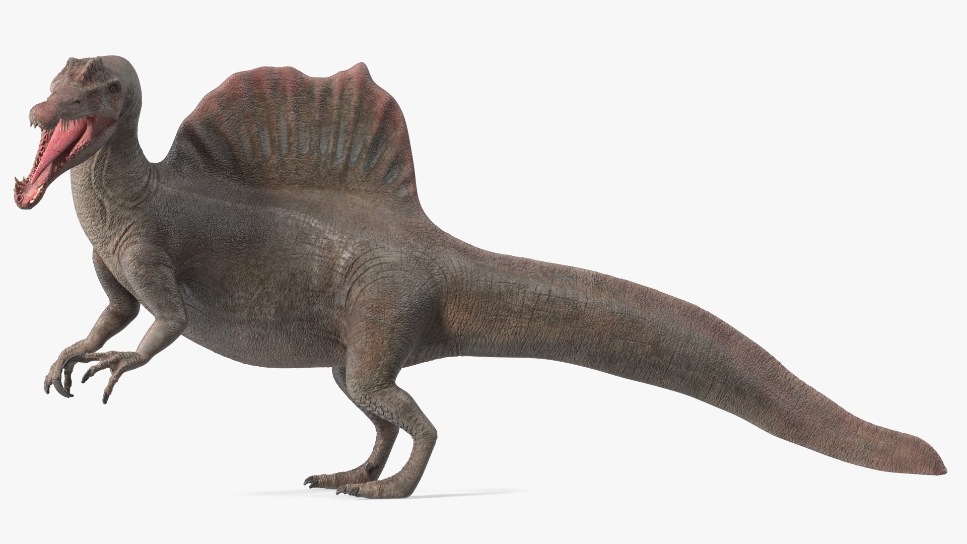 3D Spinosaurus Roaring Pose Model - TurboSquid 2268872