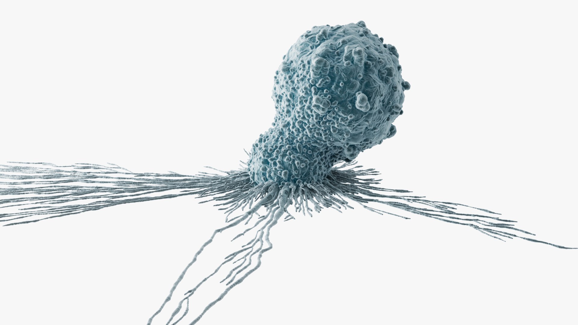 Macrophage 3D Model - TurboSquid 2225839