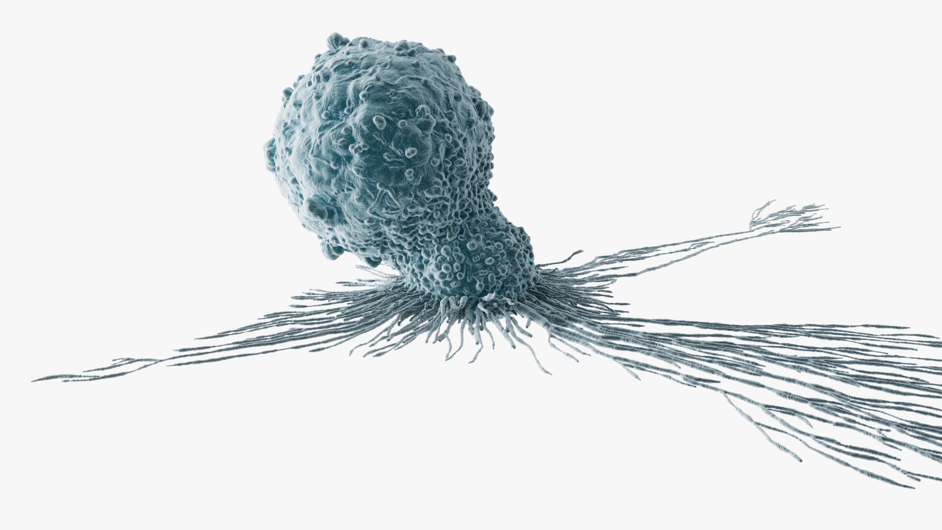 Macrophage 3D Model - TurboSquid 2225839