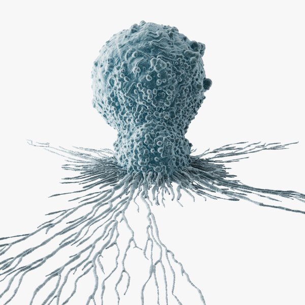 Animal Cell 3D Models for Download | TurboSquid