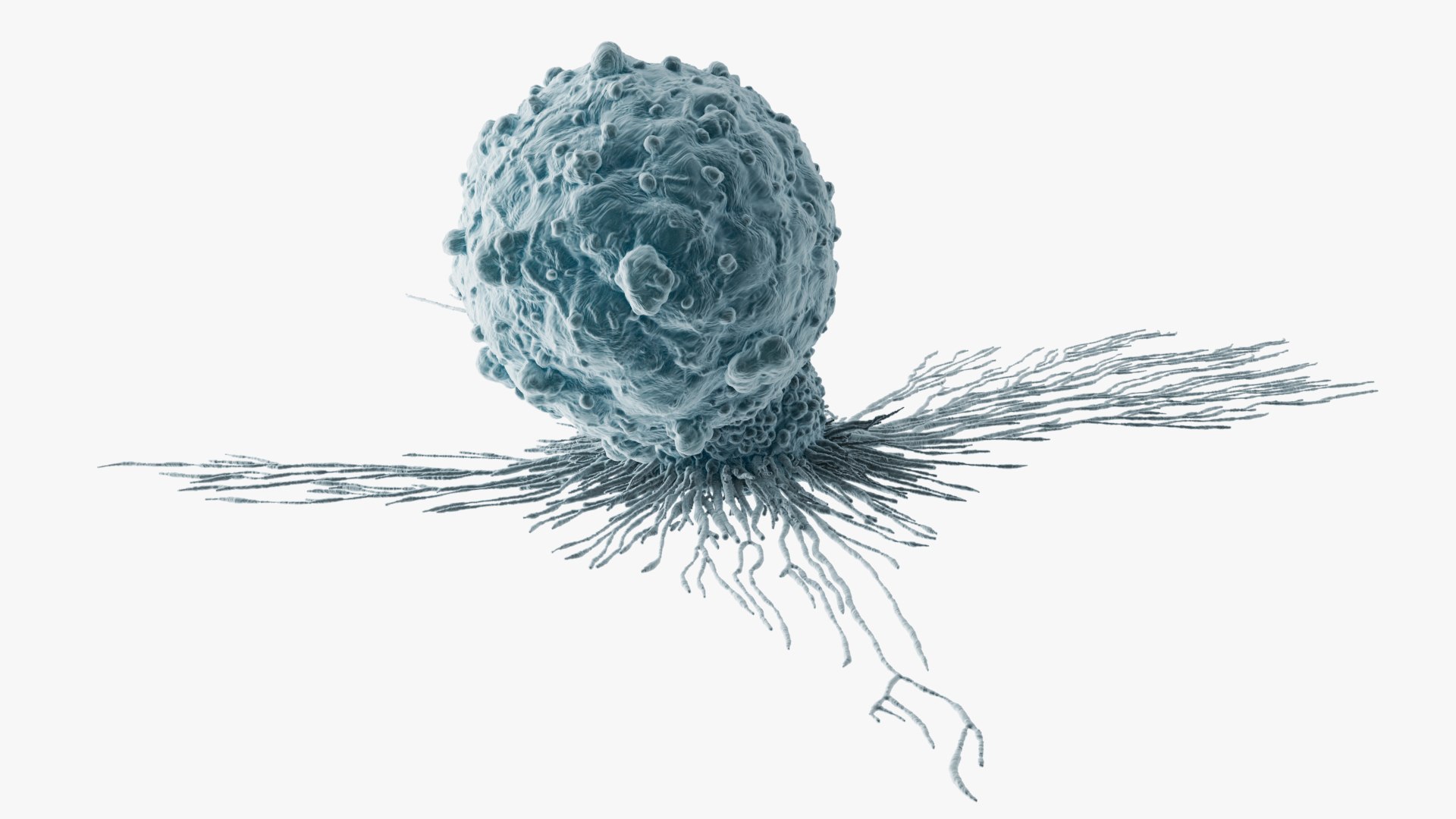 Macrophage 3D Model - TurboSquid 2225839