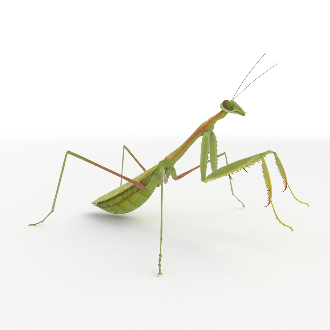 3D Rigged Ant Mantis - TurboSquid 1199392