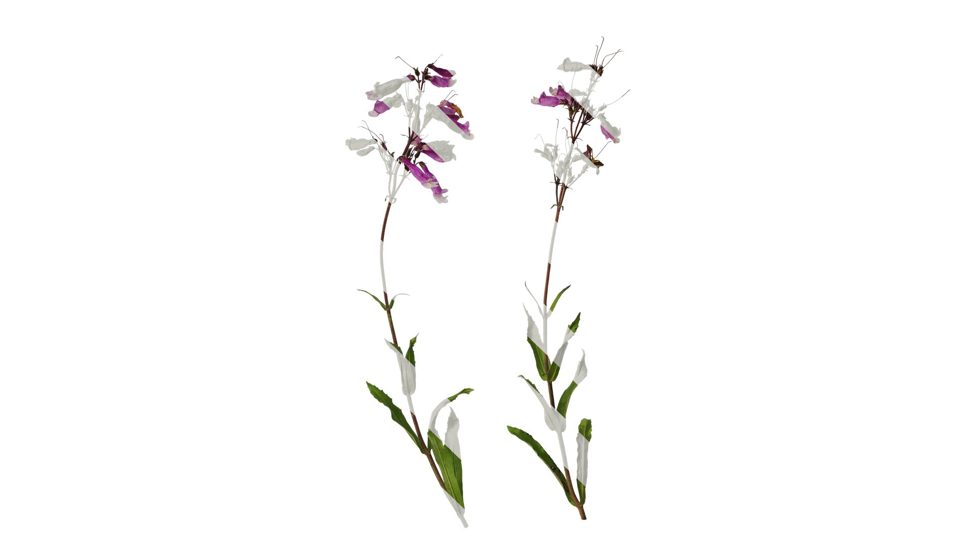 Anydrafts Penstemon Hirsutus Pygmaeus Atlas 01 Textures 3D Model ...