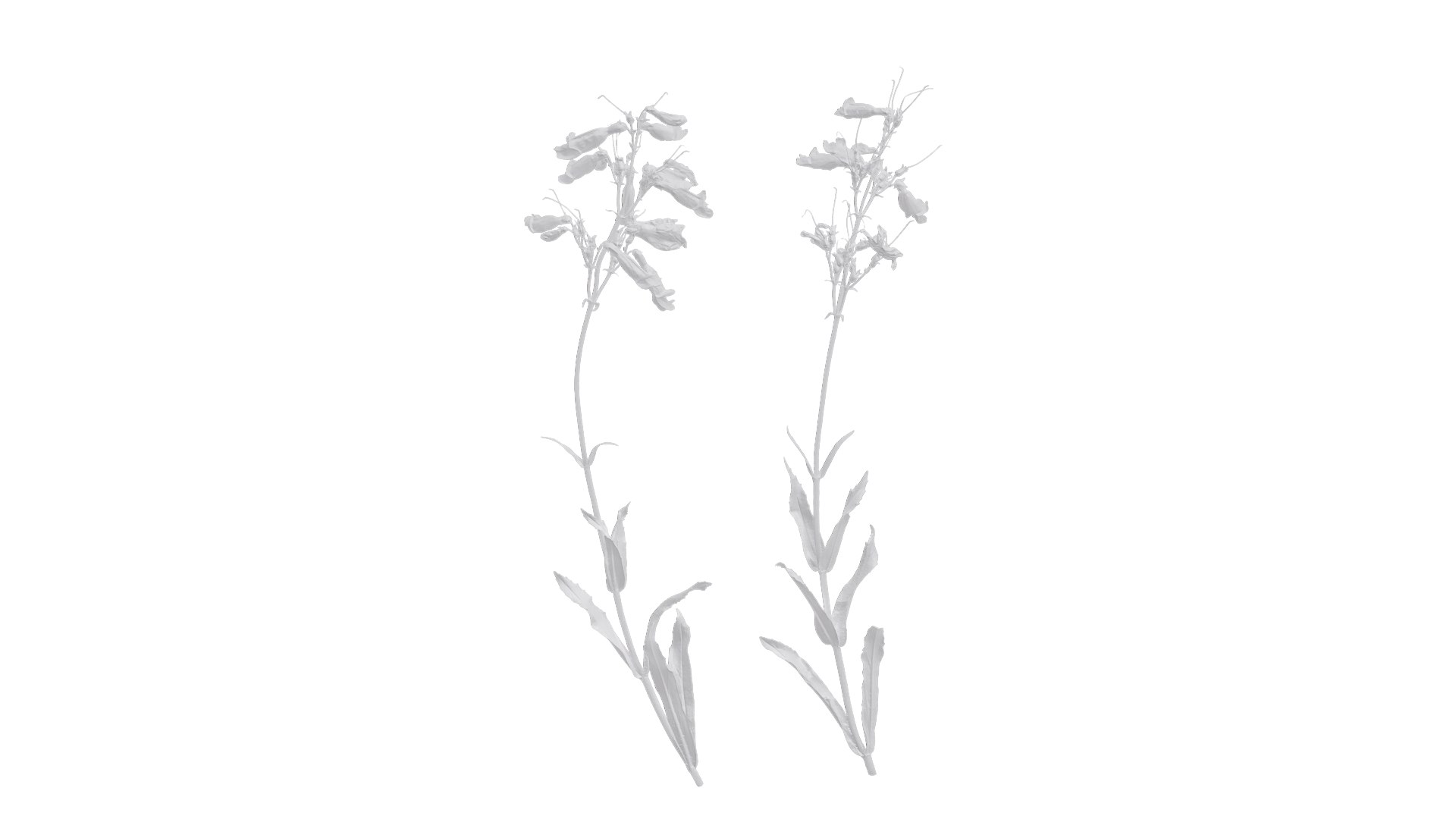 Anydrafts Penstemon Hirsutus Pygmaeus Atlas 01 Textures 3D Model ...
