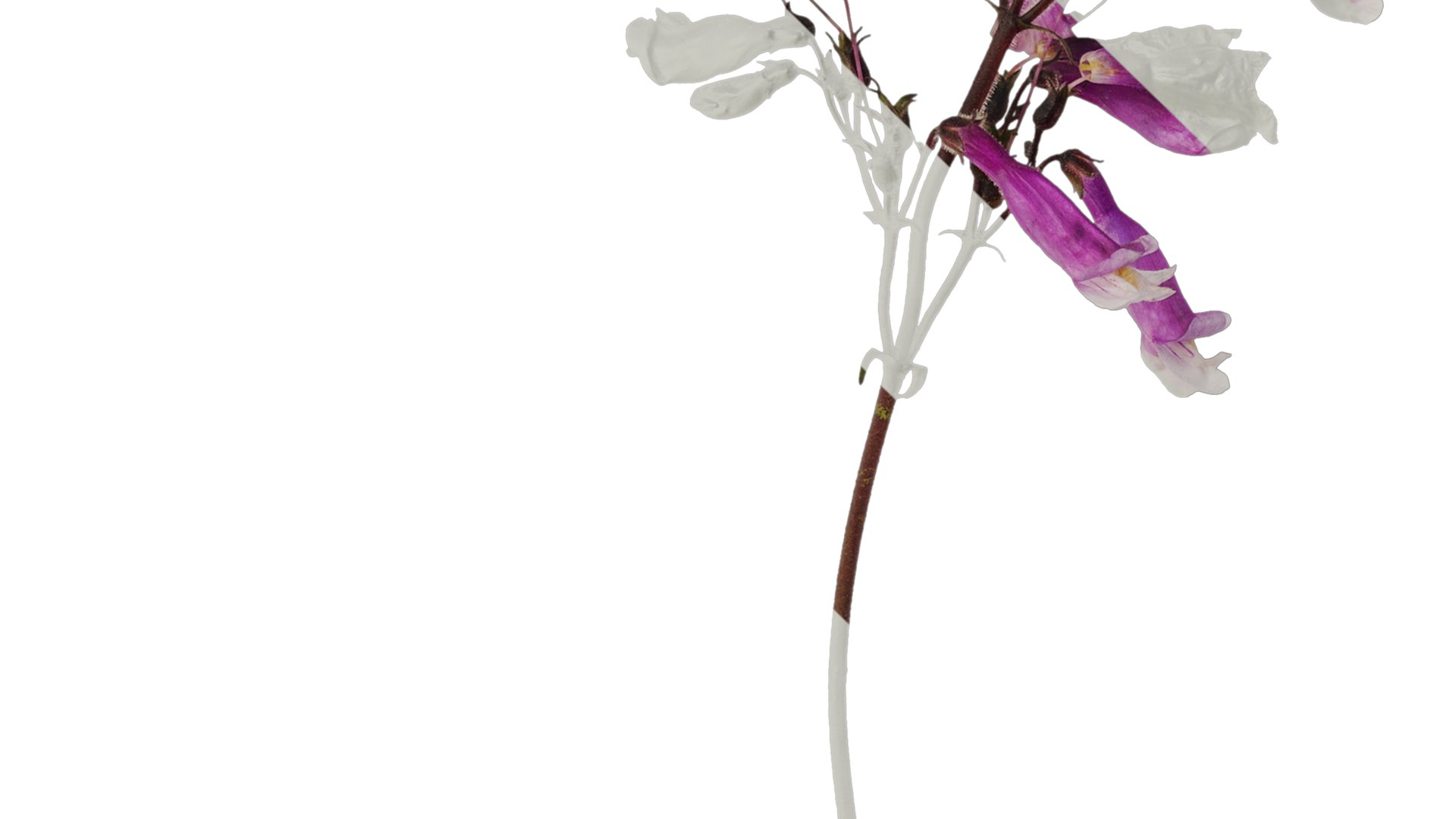 Anydrafts Penstemon Hirsutus Pygmaeus Atlas 01 Textures 3D Model ...