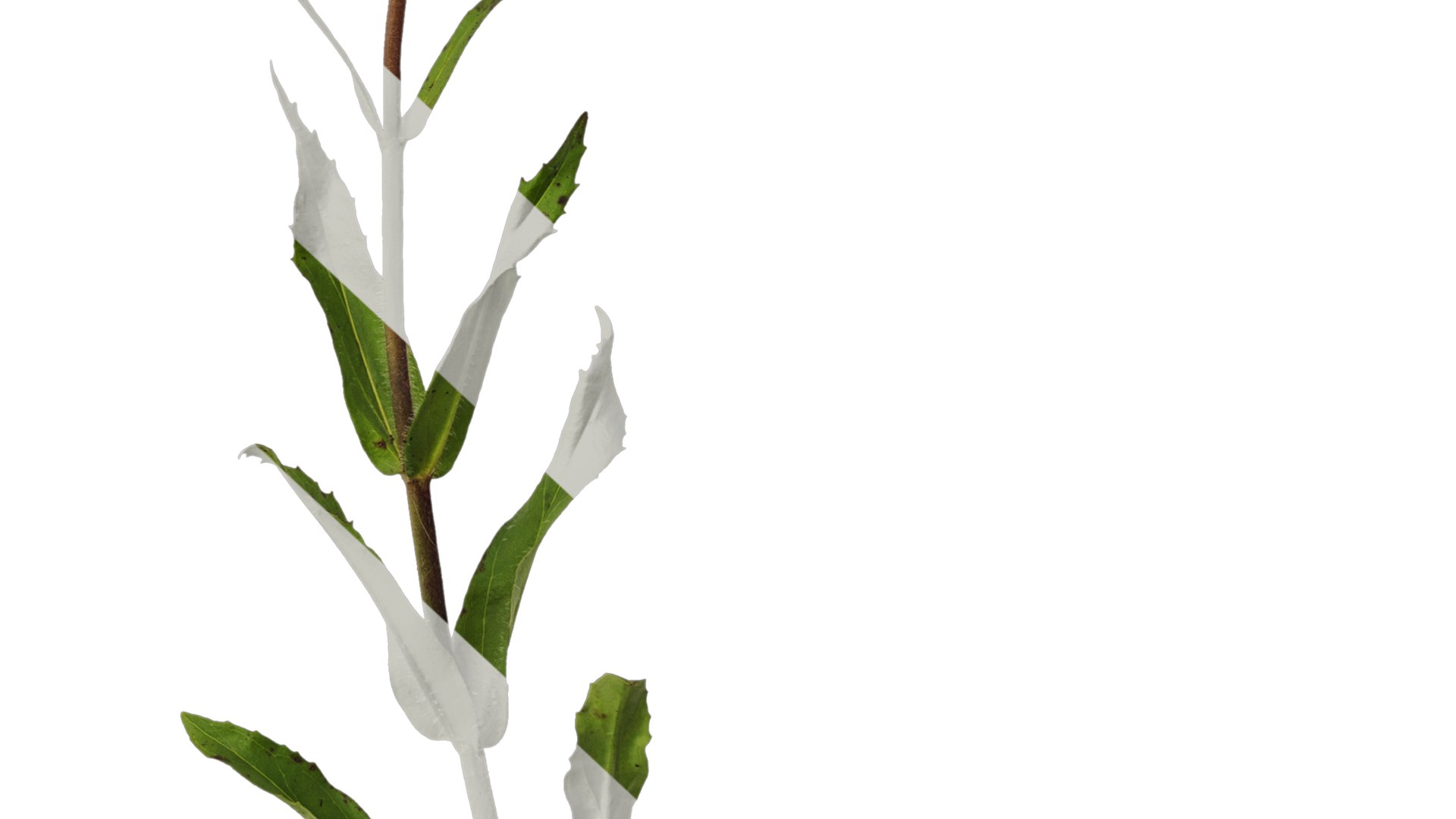 Anydrafts Penstemon Hirsutus Pygmaeus Atlas 01 Textures 3D Model ...